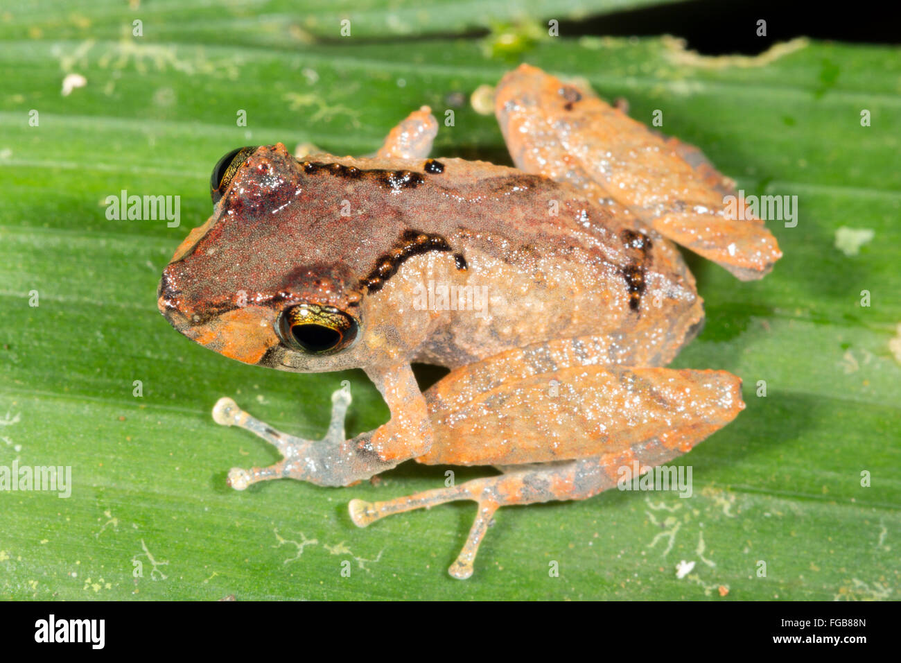 Kichwa Rain Frog (Pristimatis kichwarum) in the rainforest, Ecuador ...