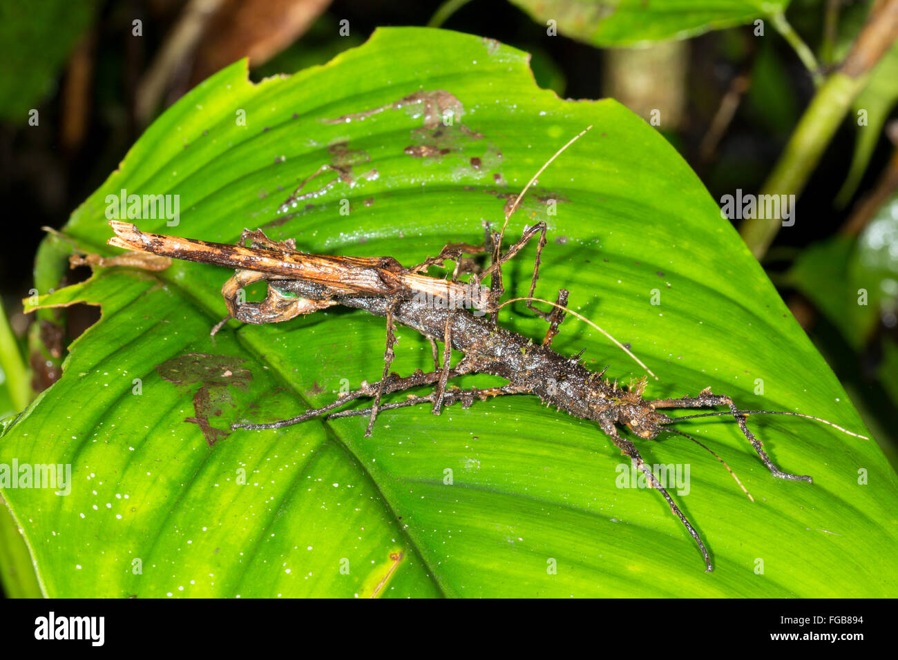 Spiny stick insects mating in the rainforest, Ecuador Stock Photo - Alamy