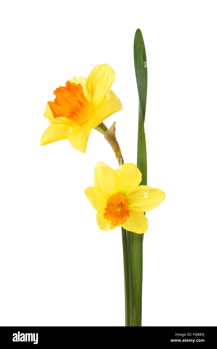 Daffodil leaf hi-res stock photography and images - Alamy