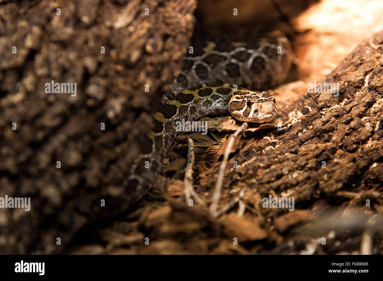 Camouflaged snake hidden in the forest Stock Photo - Alamy