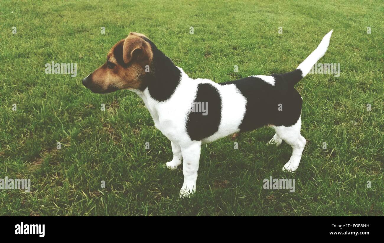 Side View Of Dog Standing On Grass Stock Photo - Alamy