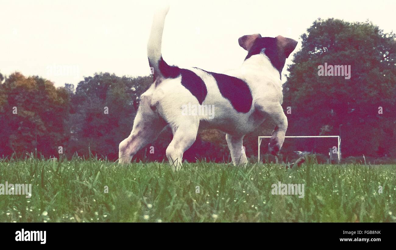 Dog rear view running hi-res stock photography and images - Alamy
