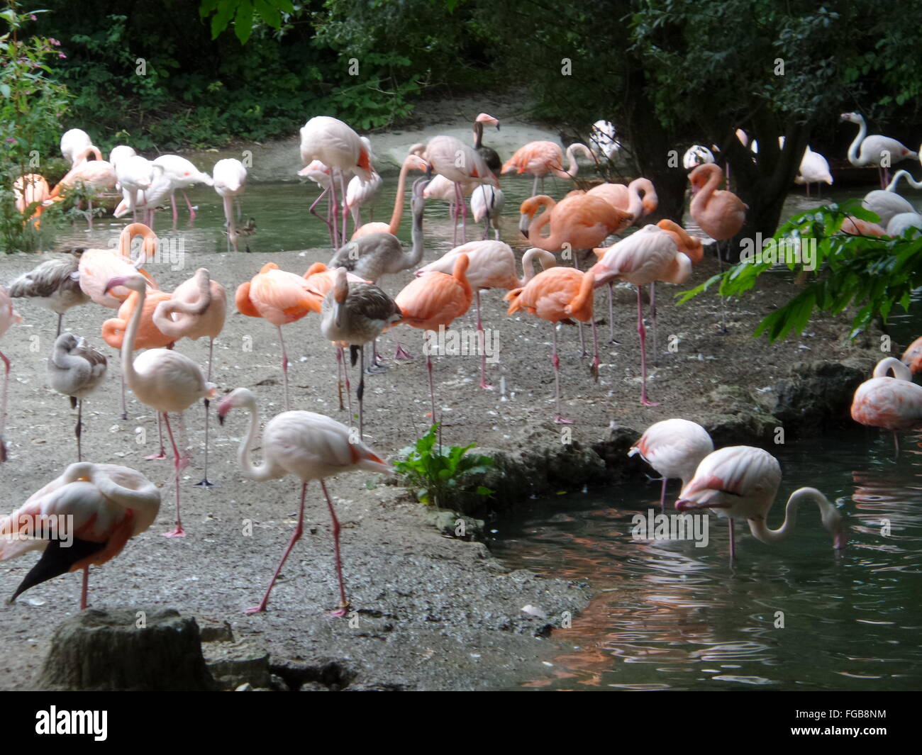 View Of Birds In Water Stock Photo - Alamy