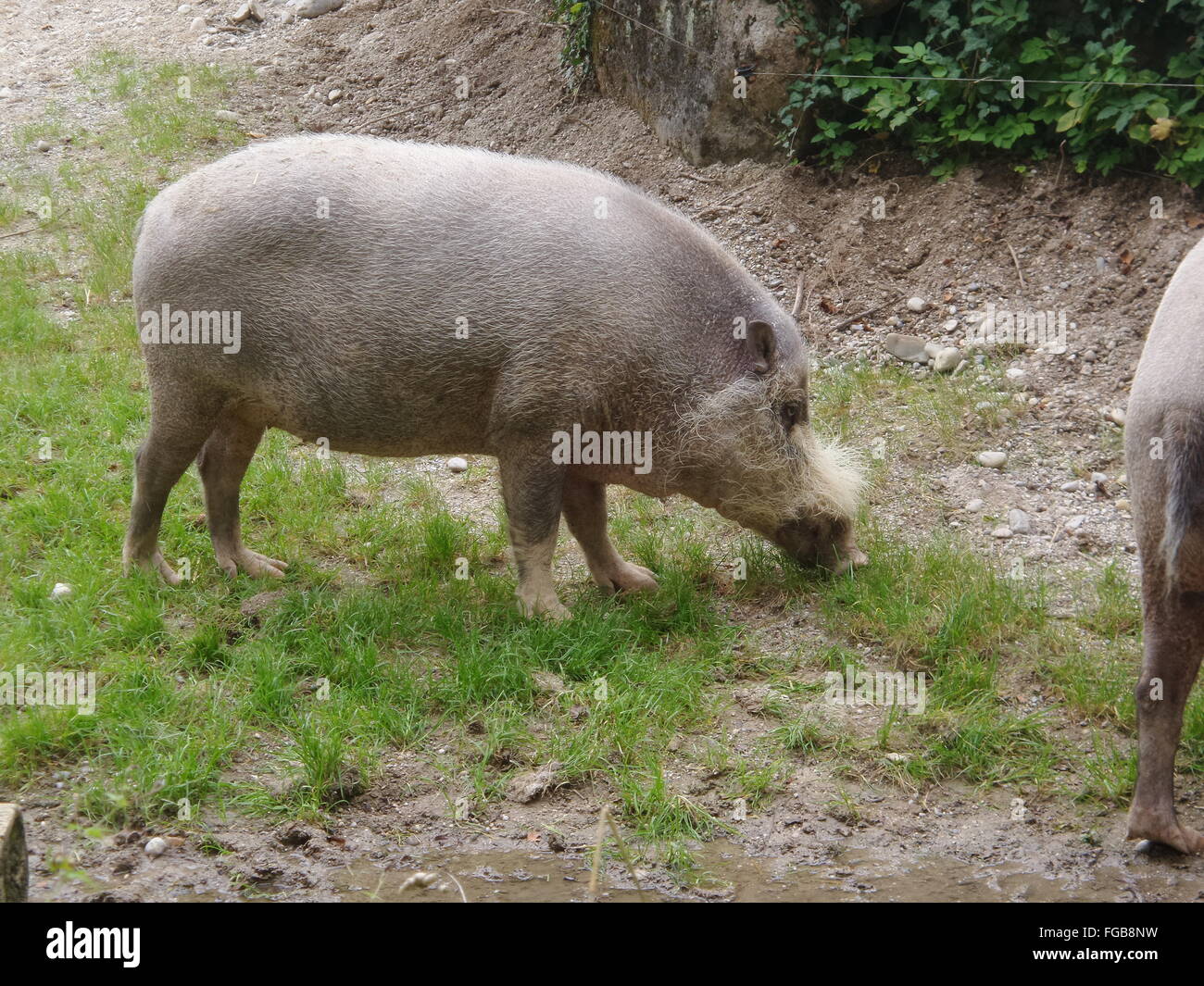 Grazing wild animals hi-res stock photography and images - Alamy