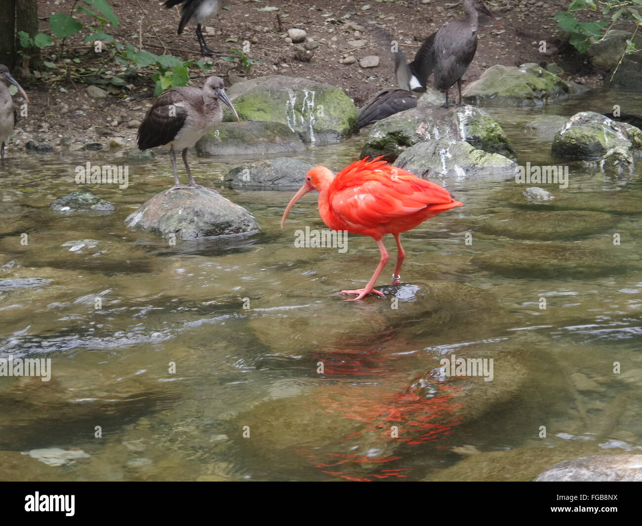 Birds in water bird hi-res stock photography and images - Alamy