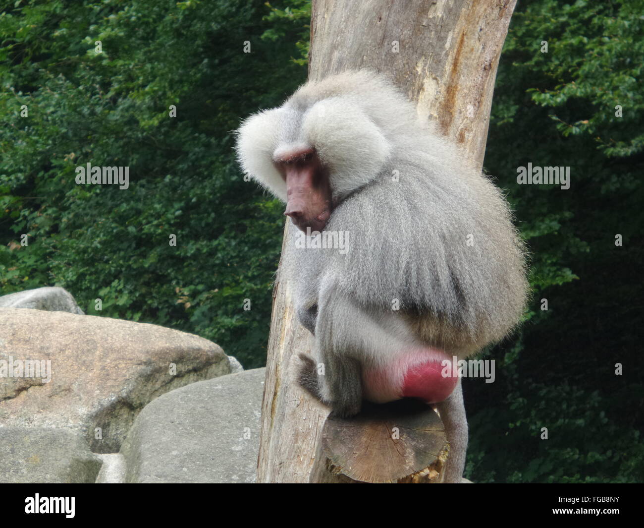 Animal rear view hi-res stock photography and images - Alamy