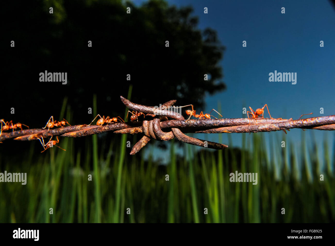 Detail Shot Of Barbed Wire Stock Photo - Alamy