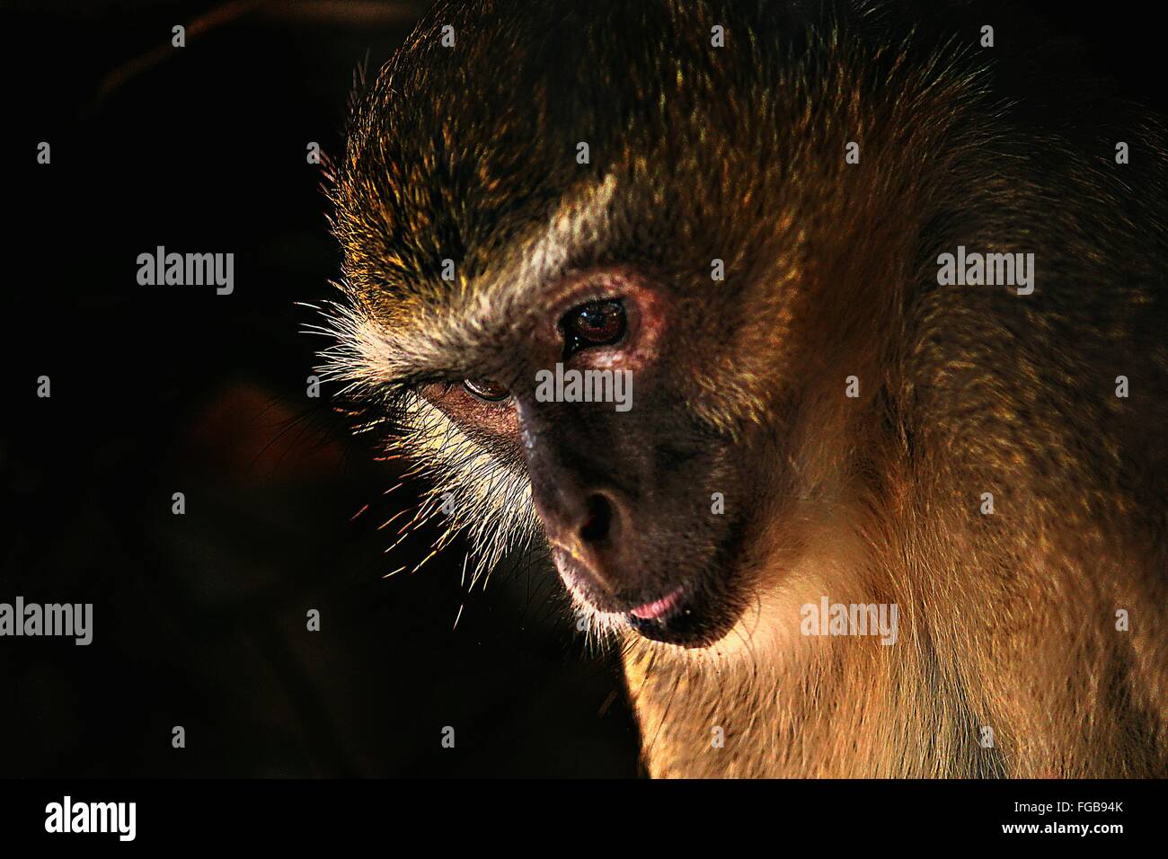 Black Monkey Stock Photos & Black Monkey Stock Images - Alamy