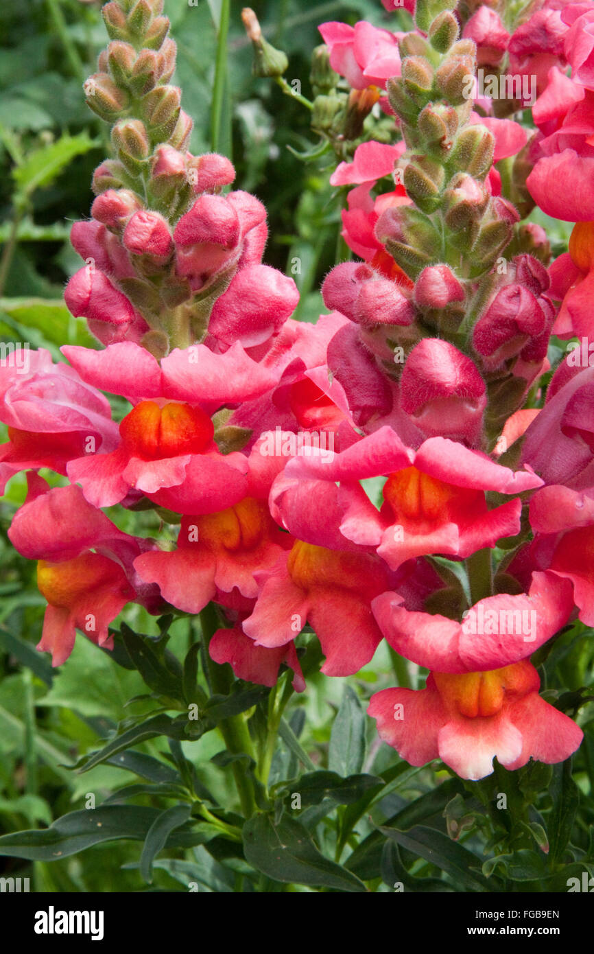 Snap Dragons (Antirrhinum Stock Photo - Alamy