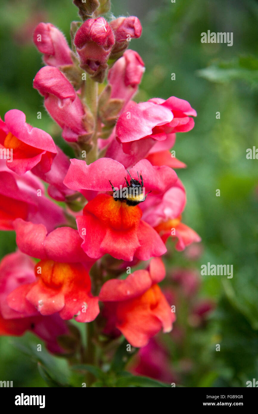 Bumblebee climbing flower hi-res stock photography and images - Alamy