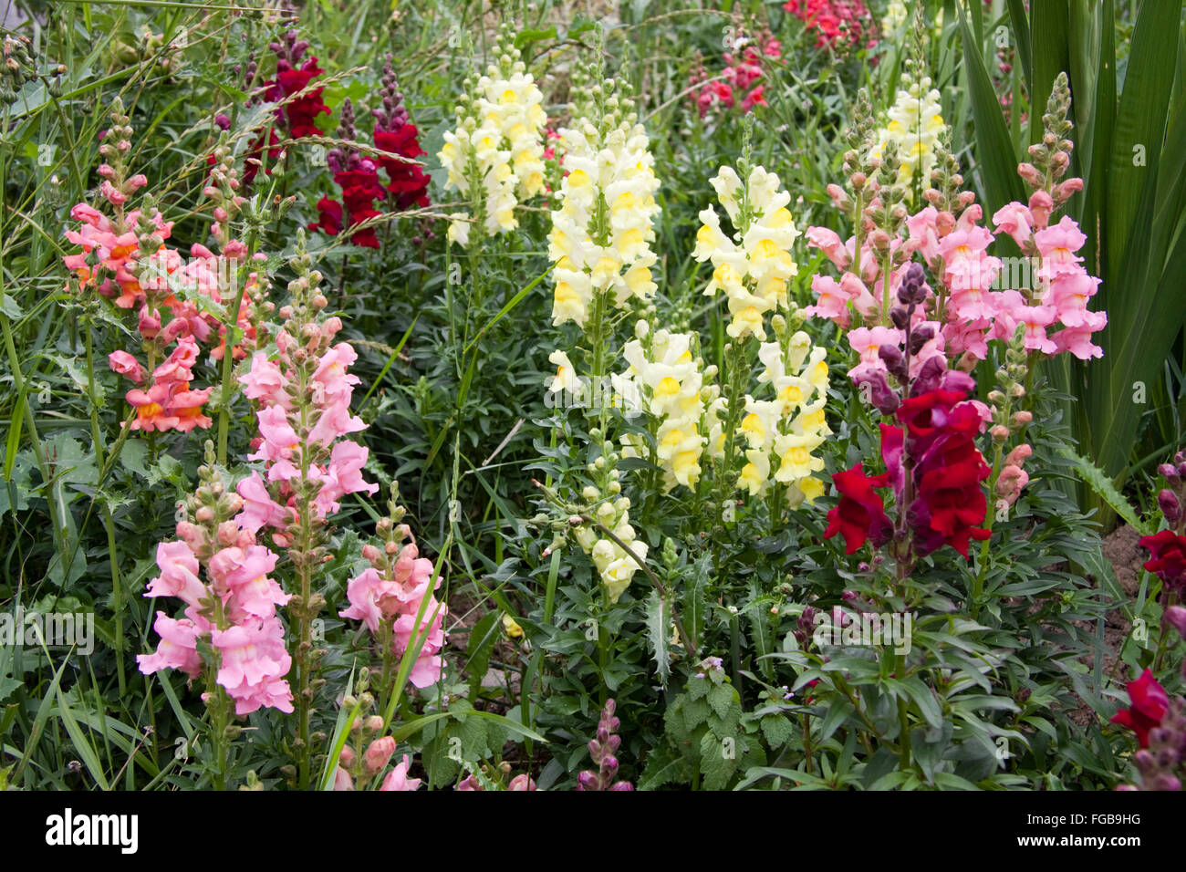 Wild Garden Snap Dragons Stock Photo - Alamy