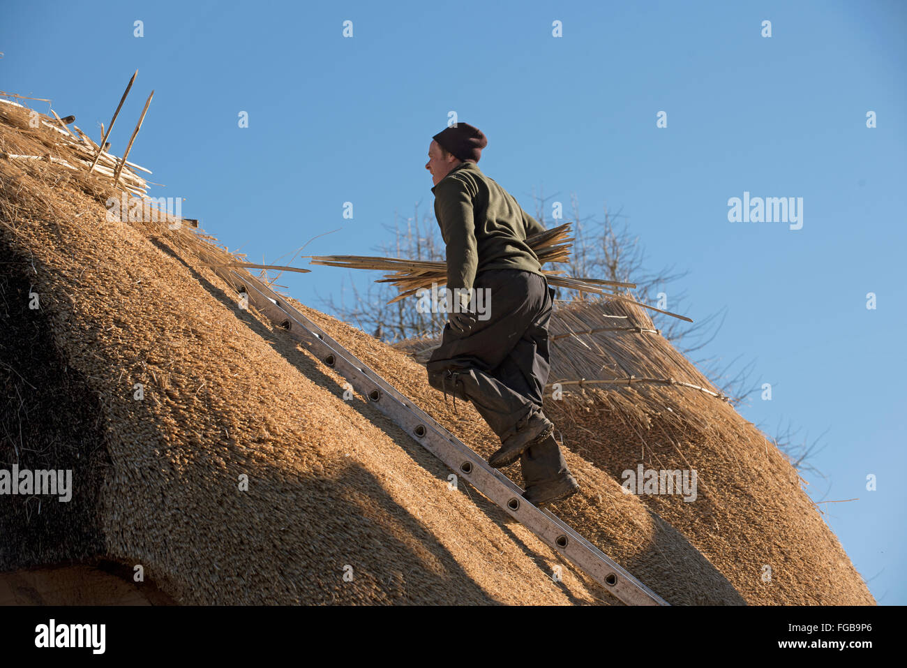 Thatcher working on the ridge of a thatched roof with hazel wood spars ...