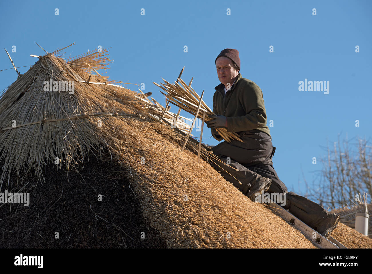Hazel spars hi-res stock photography and images - Alamy
