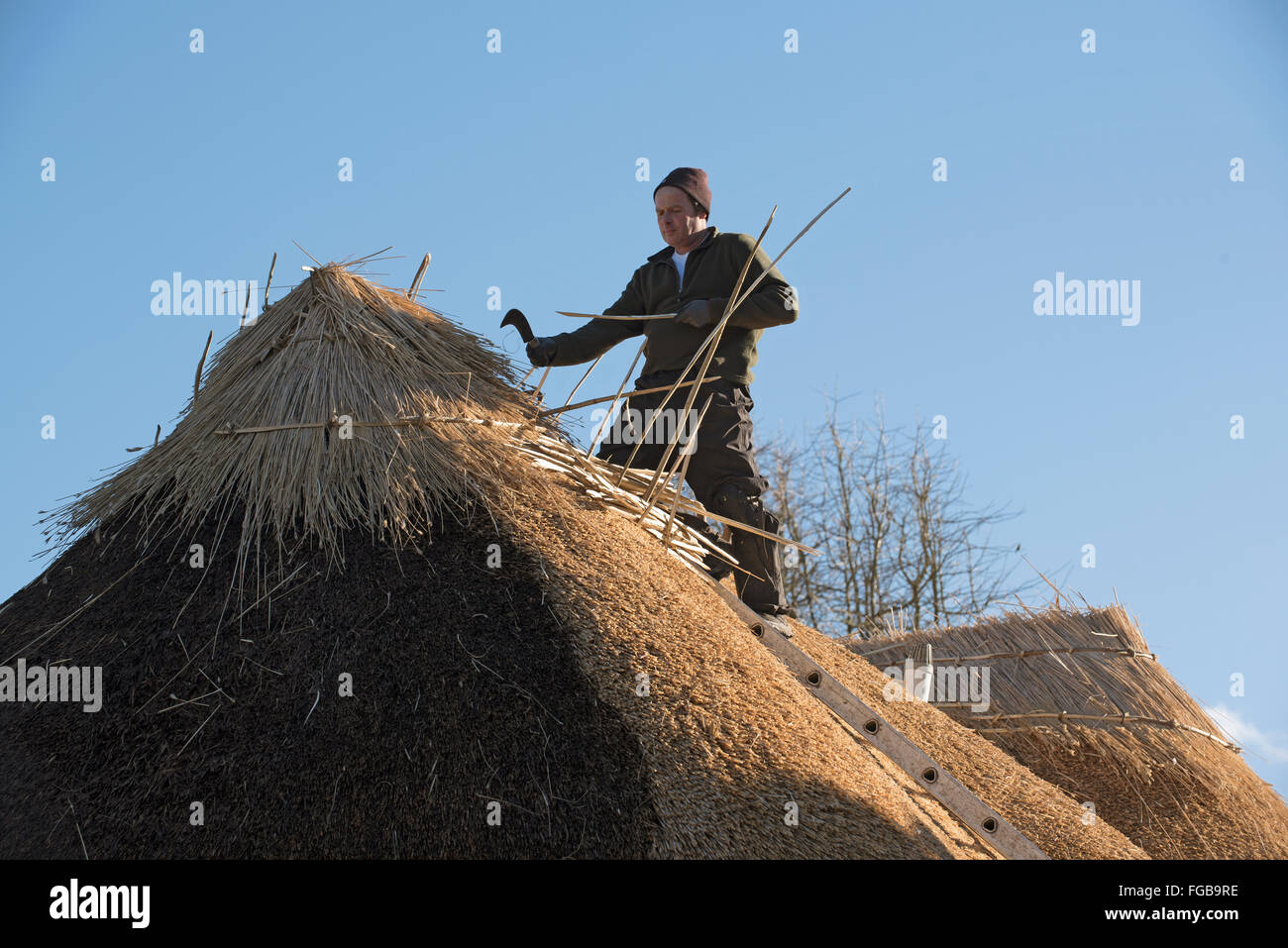 Thatcher working on the ridge of a thatched roof with hazel wood spars ...