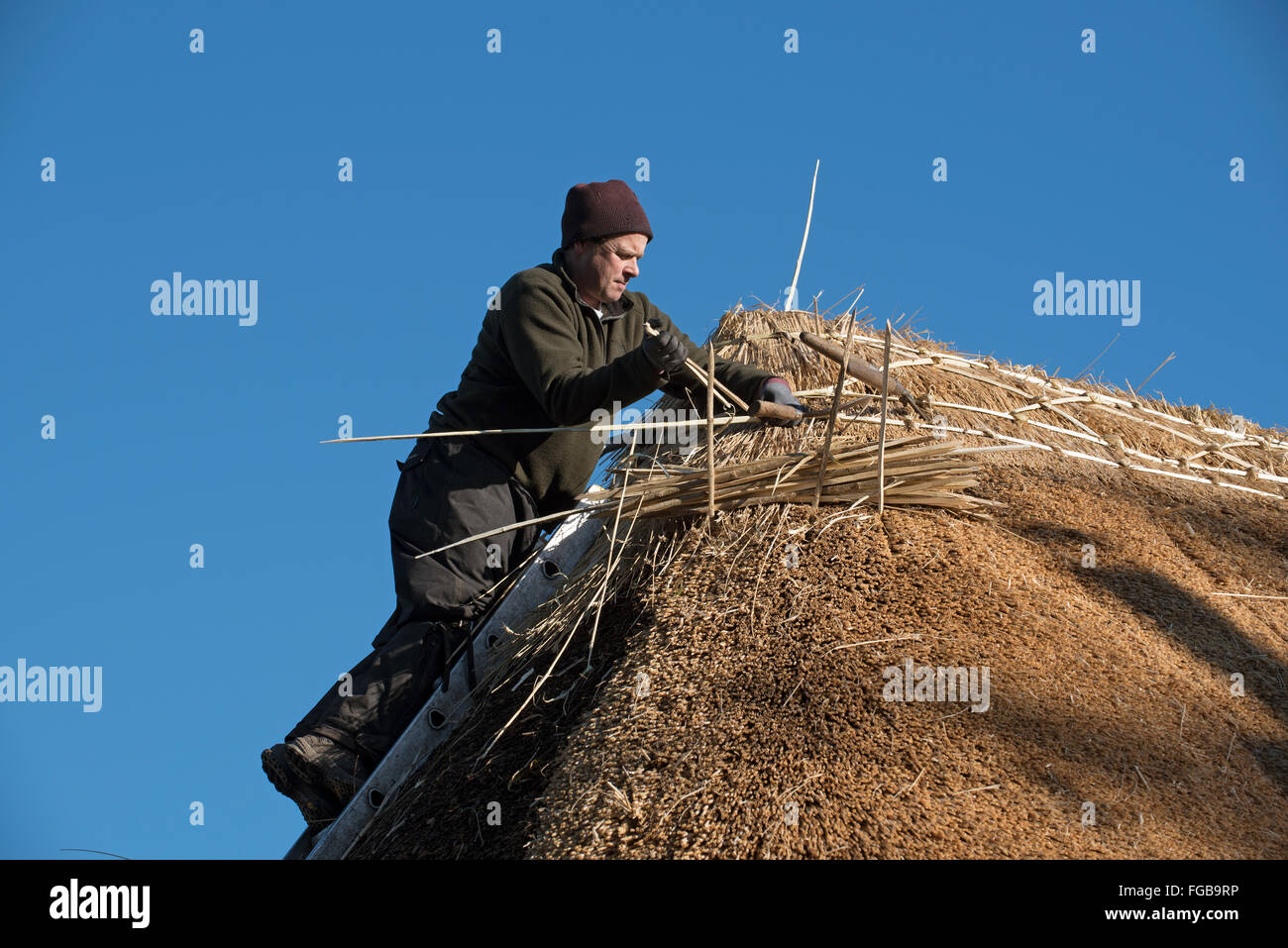 Thatcher working on the ridge of a thatched roof with hazel wood spars ...