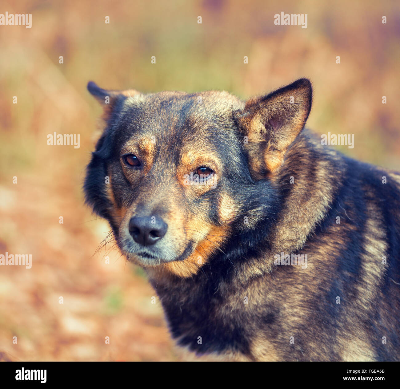 Portrait of dog outdoors in autumn Stock Photo - Alamy