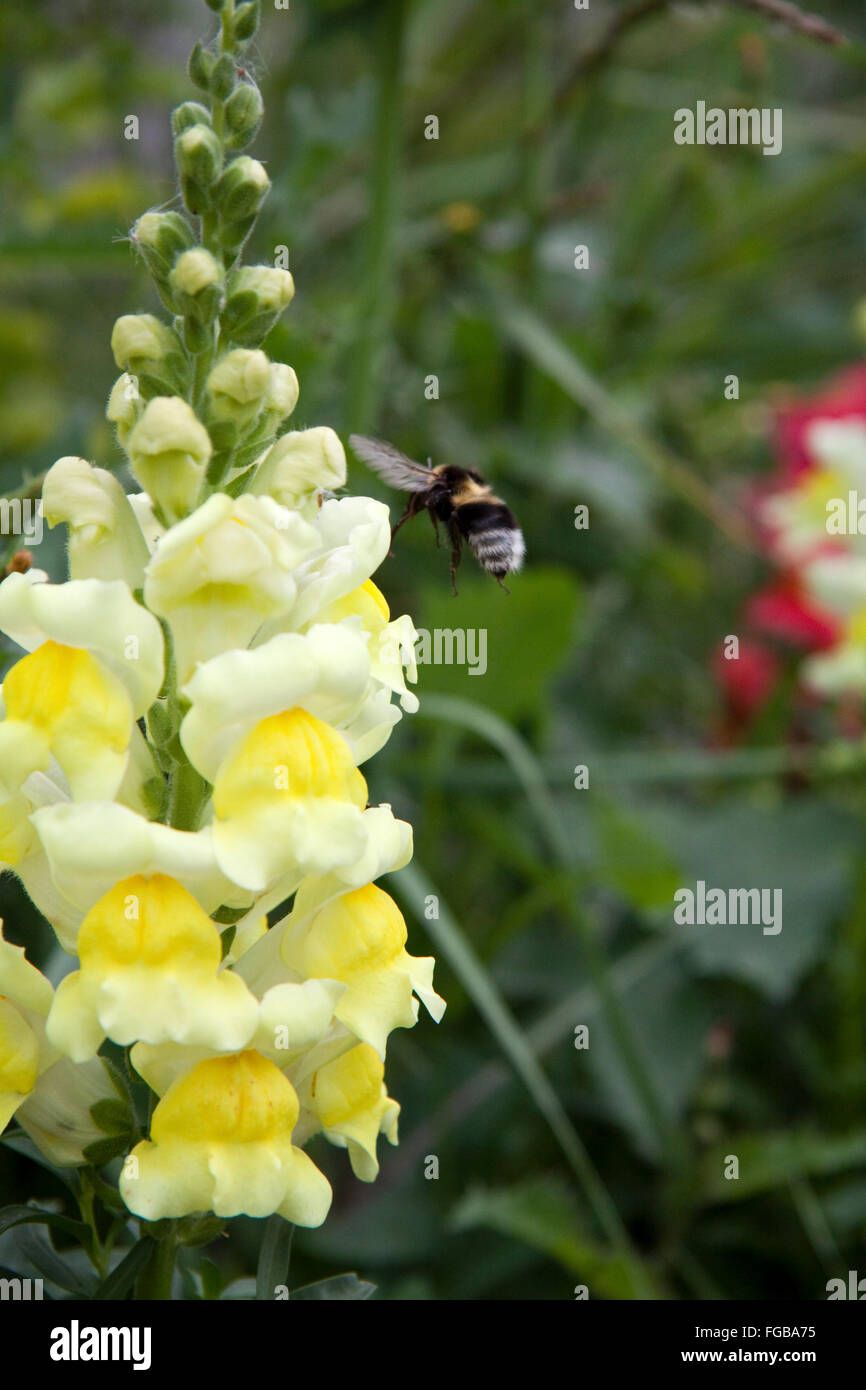 Pink and yellow snap dragons hi-res stock photography and images - Alamy