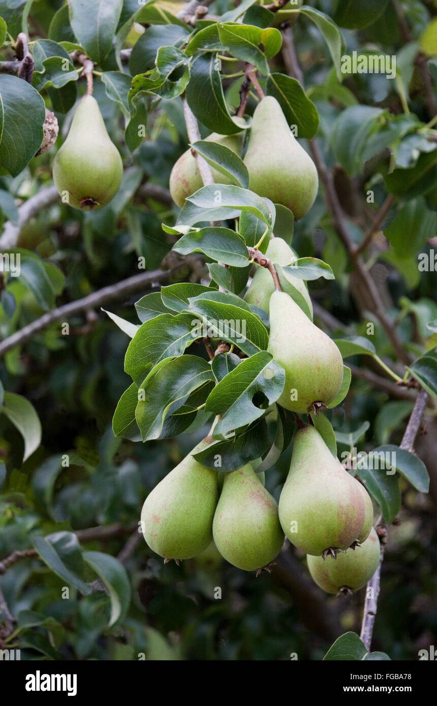 Pyrus communis hi-res stock photography and images - Alamy