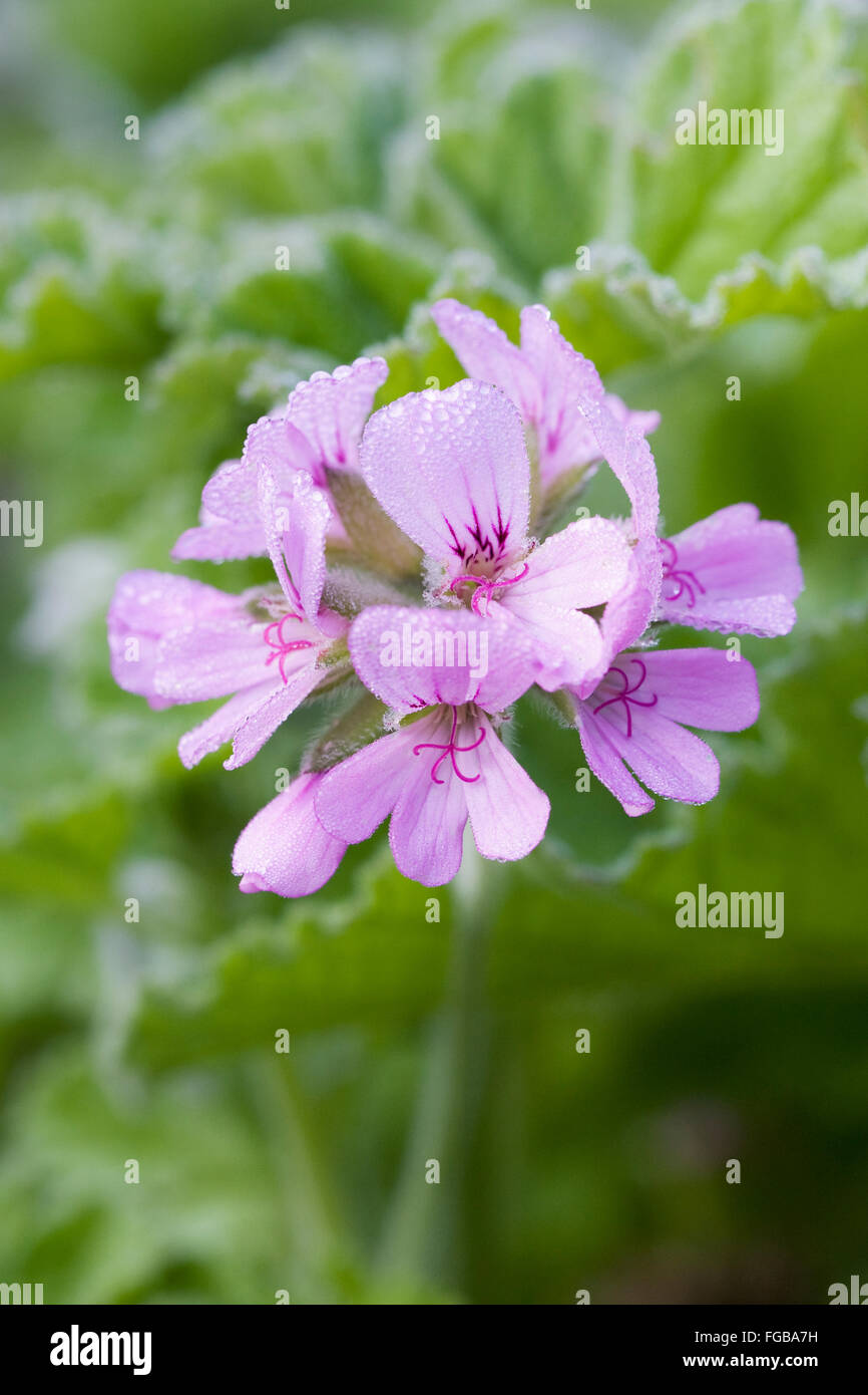 Pelargonium 'Attar of Roses'. Scented leaf Pelargonium Stock Photo - Alamy
