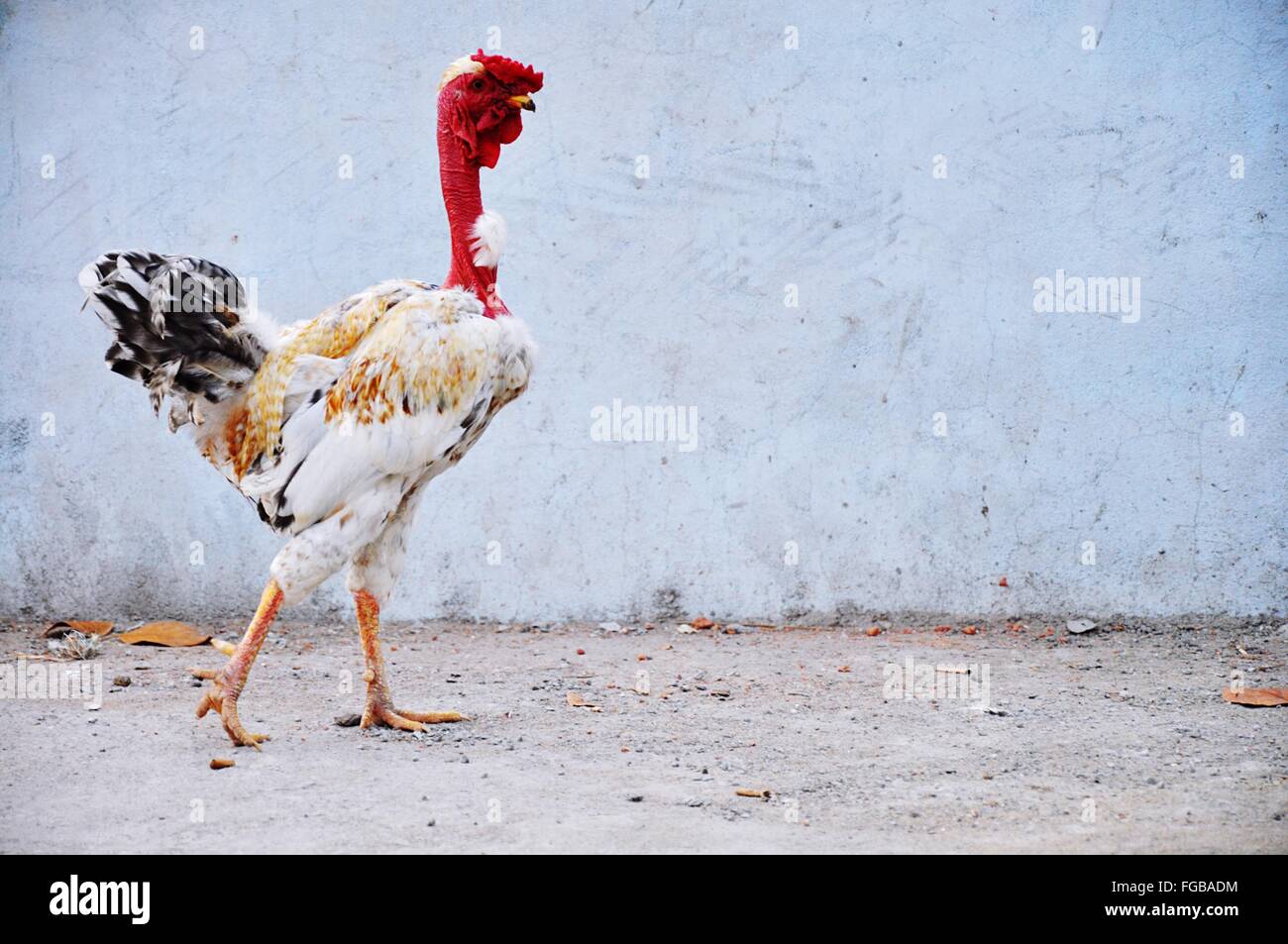 My chicken hi-res stock photography and images - Alamy