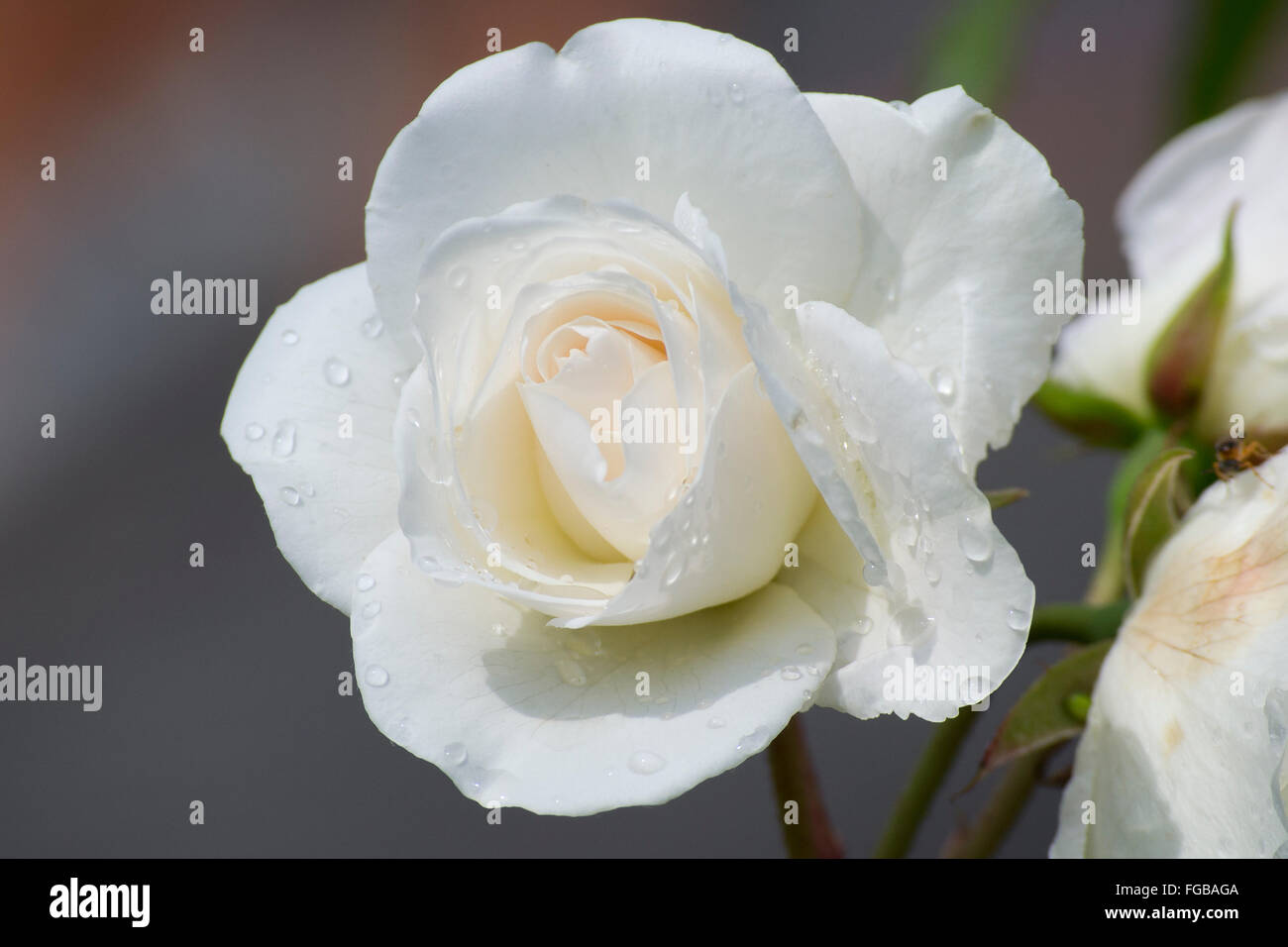 White rose dew hi-res stock photography and images - Alamy
