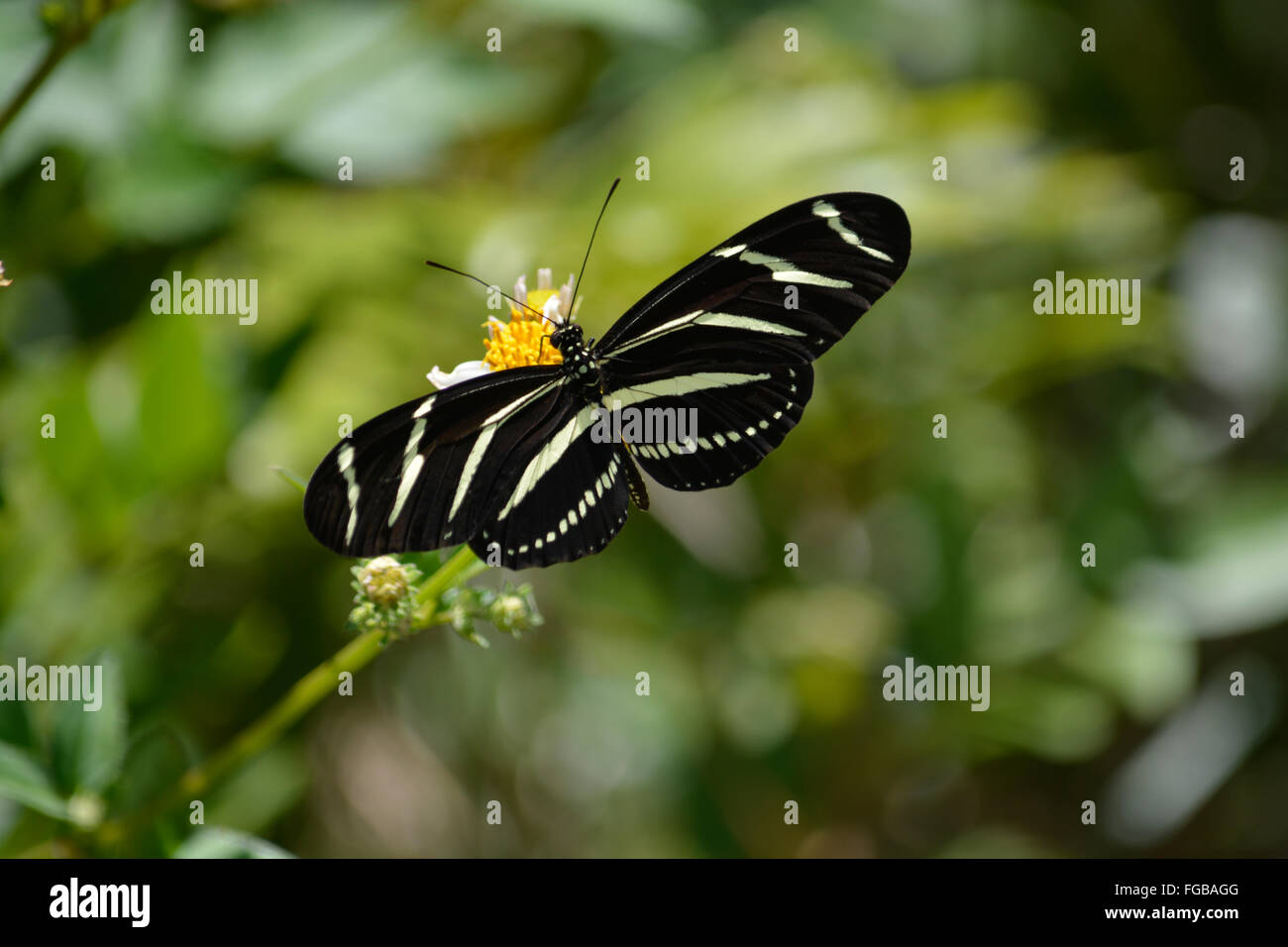 Zebra Longwing Butterfly on Flower Stock Photo - Alamy
