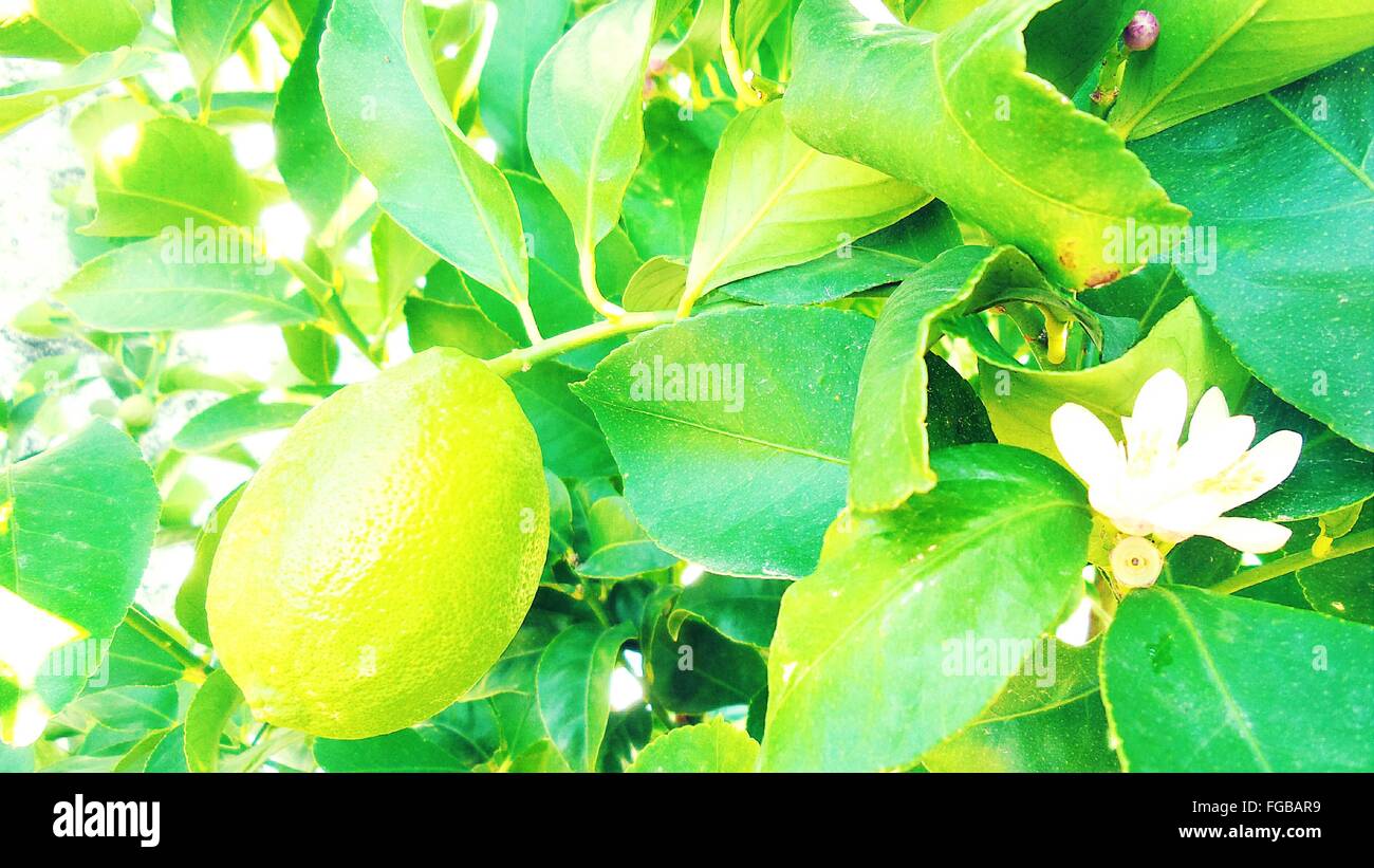 Close up lemon tree flower citrus hi-res stock photography and images ...