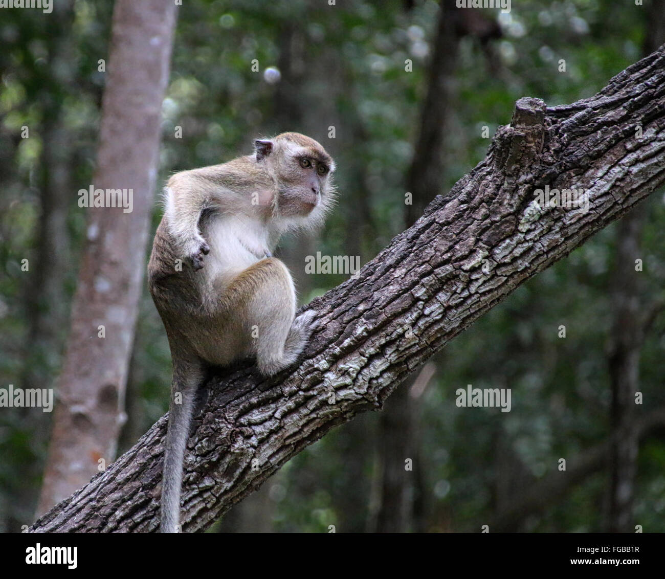 Monkey Tree Trunk High Resolution Stock Photography and Images - Alamy
