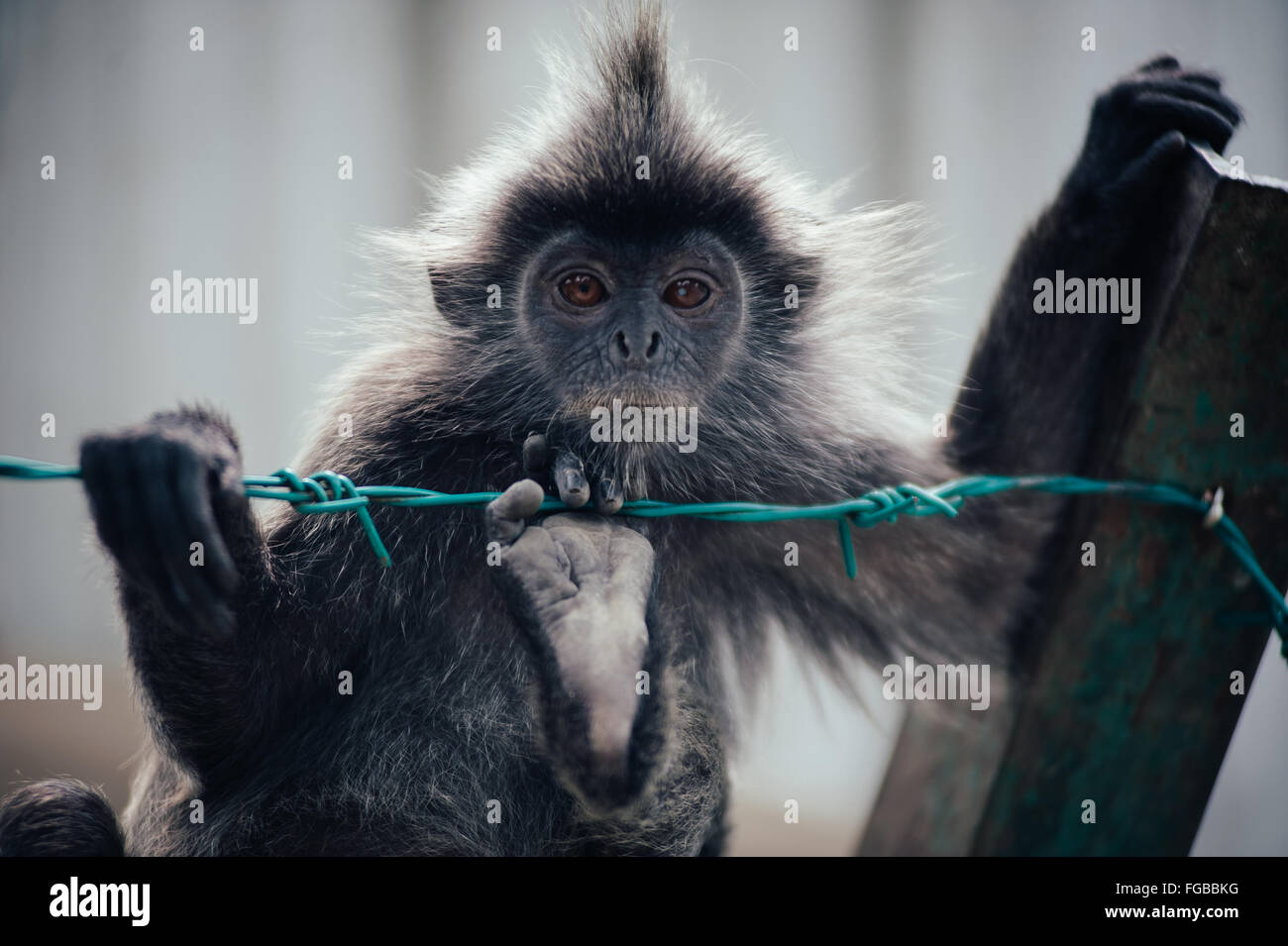 Monkey Hanging High Resolution Stock Photography and Images - Alamy