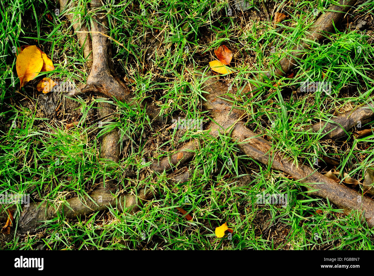 Grass With Roots High Resolution Stock Photography and Images - Alamy