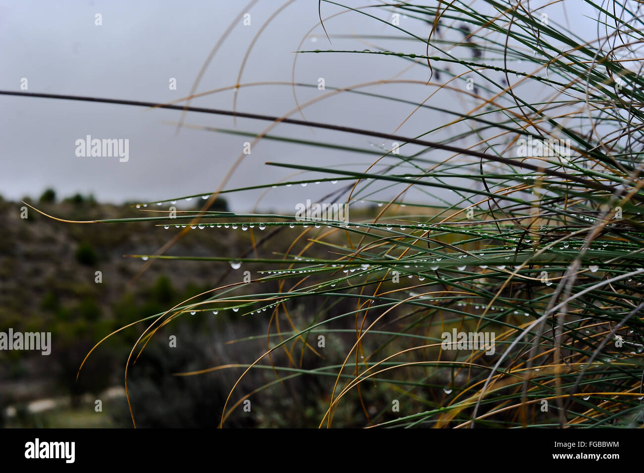 Sparling hi-res stock photography and images - Alamy