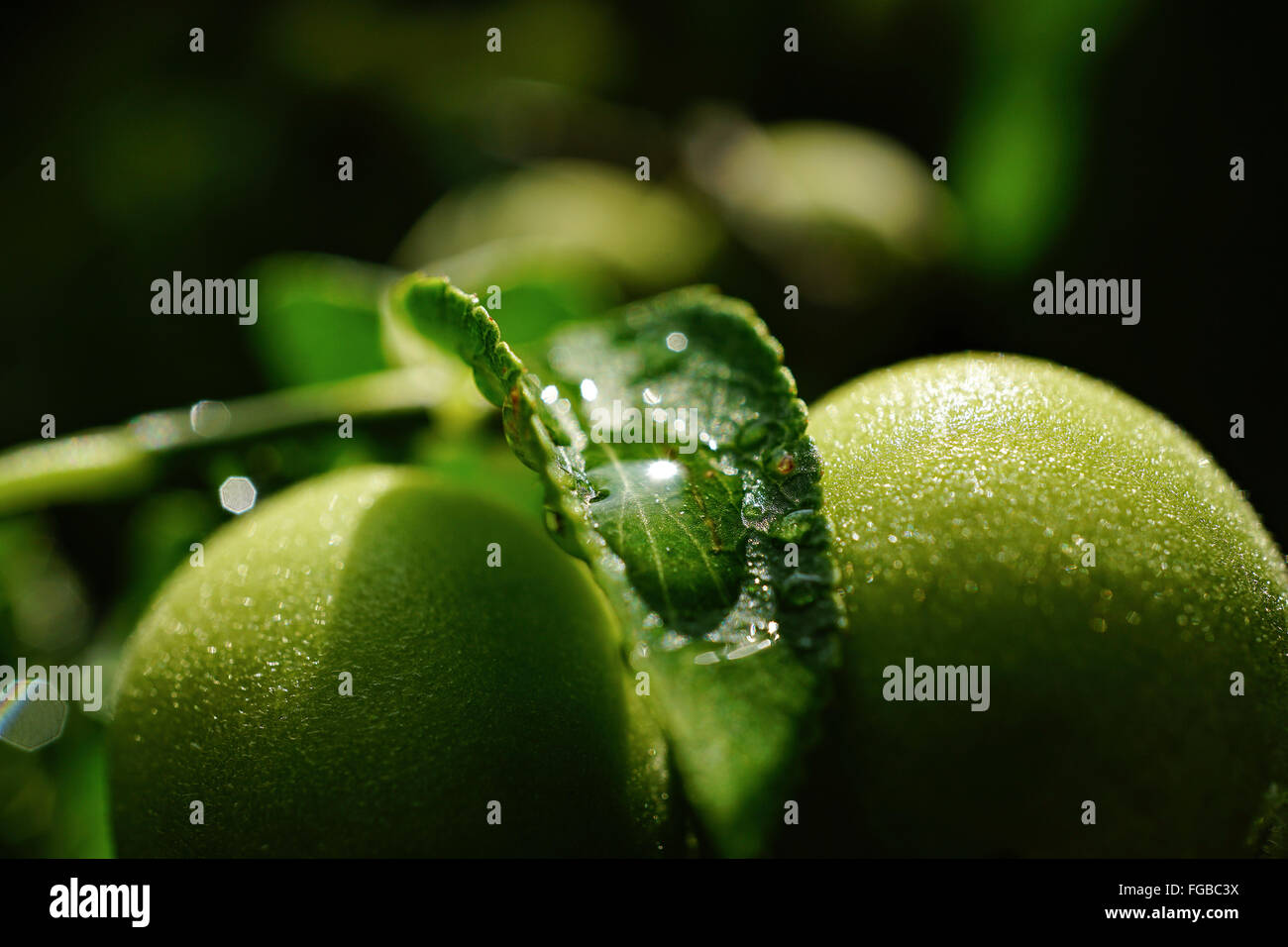 Drop fruit hi-res stock photography and images - Alamy