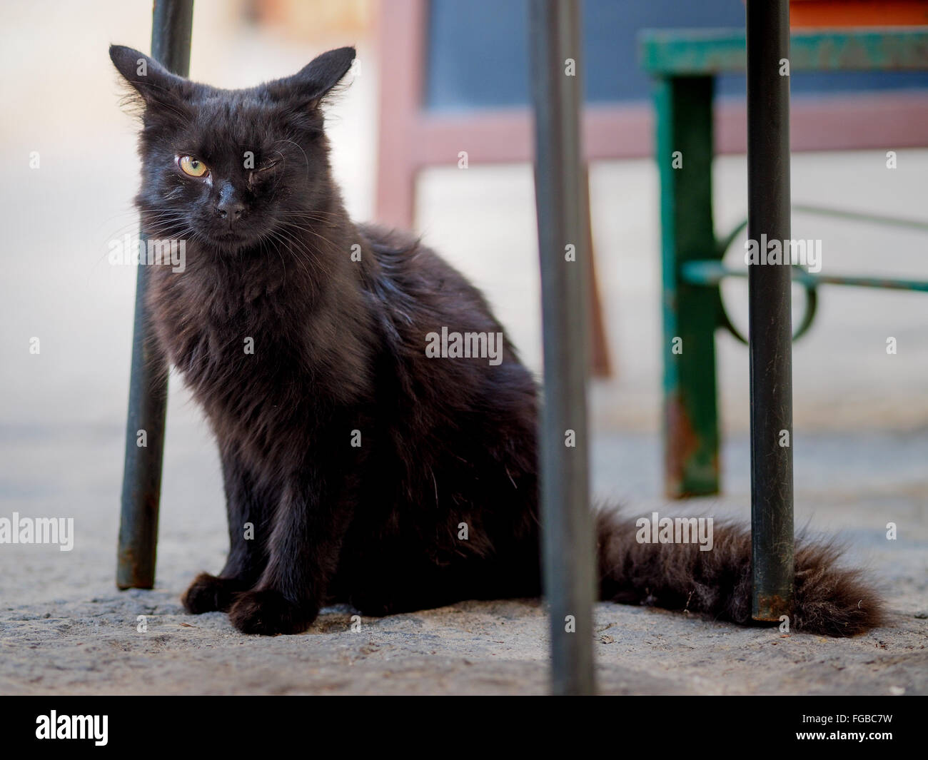 Animals winking hi-res stock photography and images - Alamy