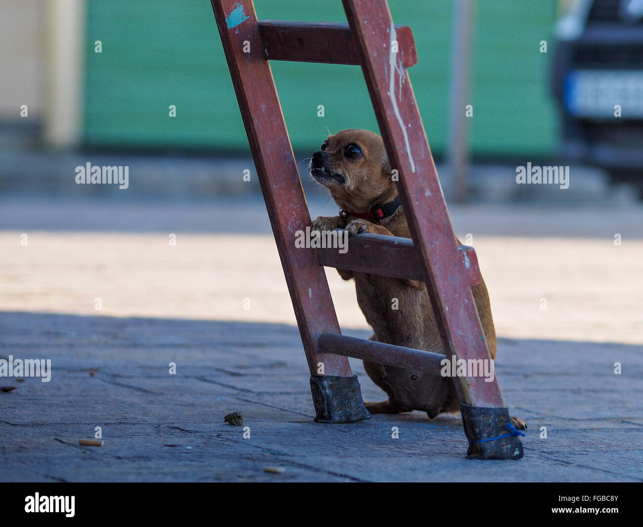 Dog ladder hi-res stock photography and images - Alamy