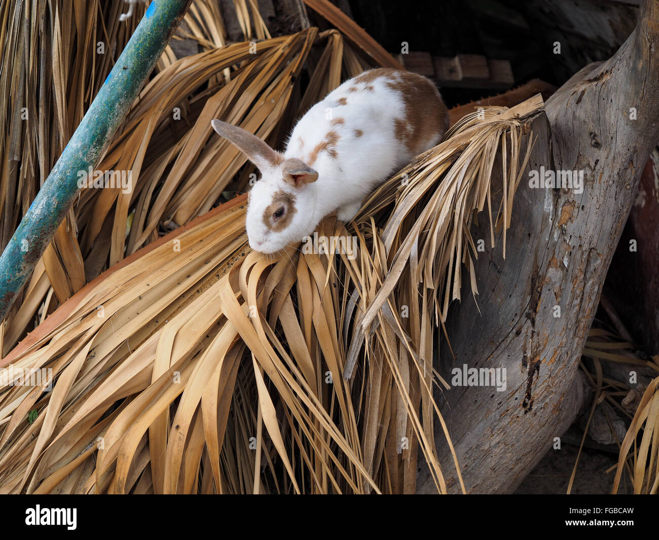 Dry palm leaf hi-res stock photography and images - Alamy