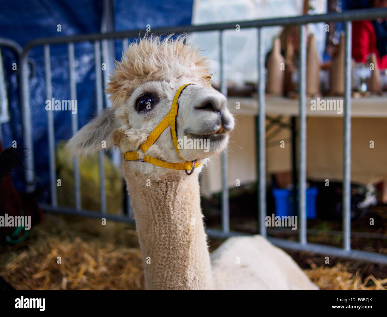 Animal shed hi-res stock photography and images - Alamy