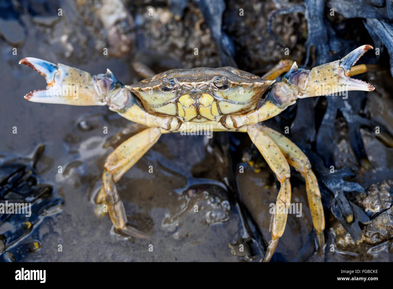 Crab animal animals wildlife one hi-res stock photography and images ...