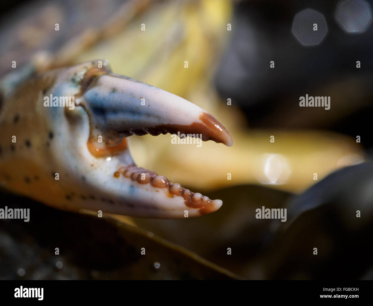 Claw animals hi-res stock photography and images - Alamy