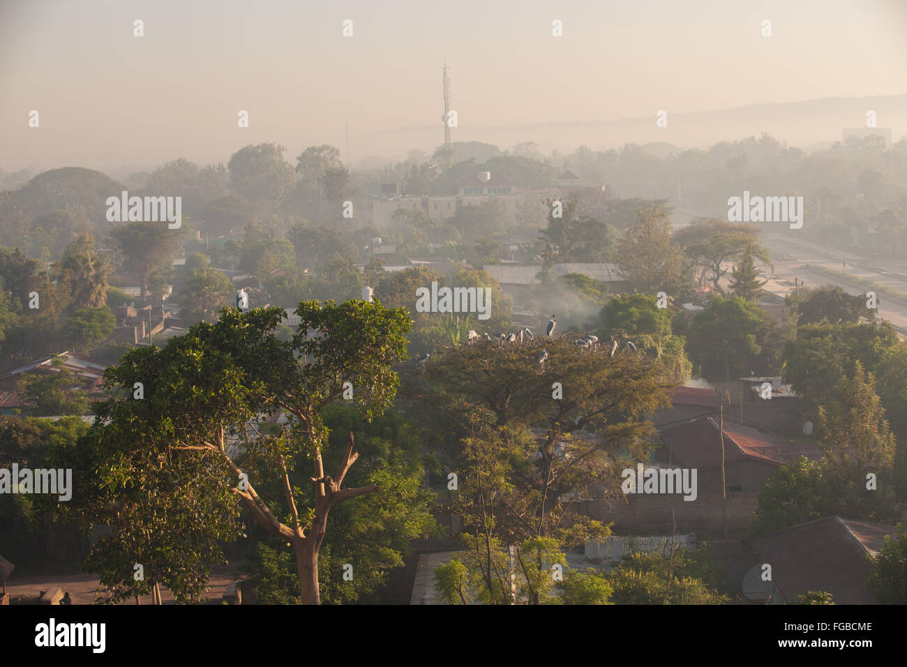 Tree top view hi-res stock photography and images - Alamy