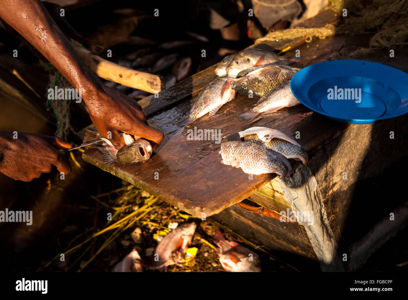 Fishermen prepare their freshly caught fish. Lake Hawassa Ethiopia ...