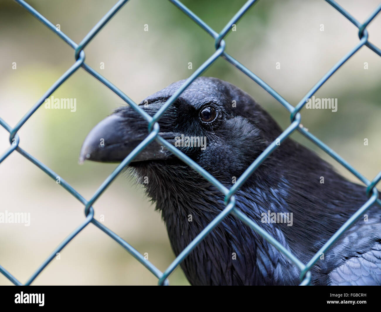 Raven fence hi-res stock photography and images - Alamy