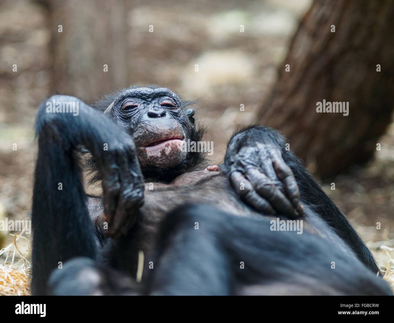 Chimpanzee Relaxing At Zoo Stock Photo - Alamy