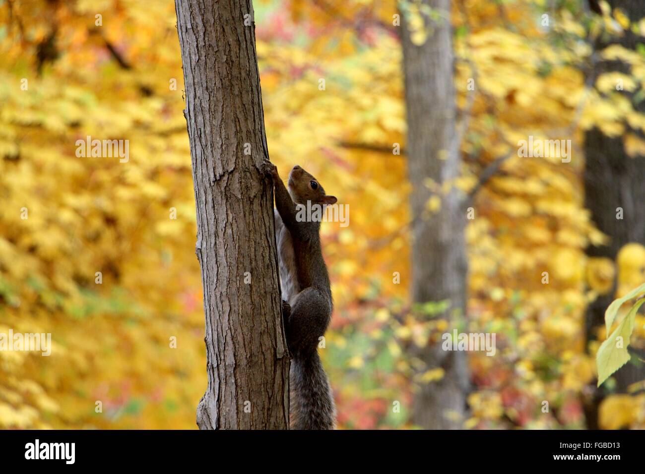 Squirrel climbing tree hi-res stock photography and images - Alamy
