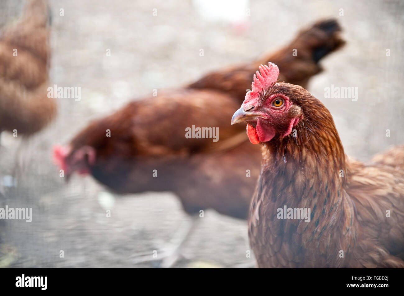 Chicken on head hi-res stock photography and images - Alamy
