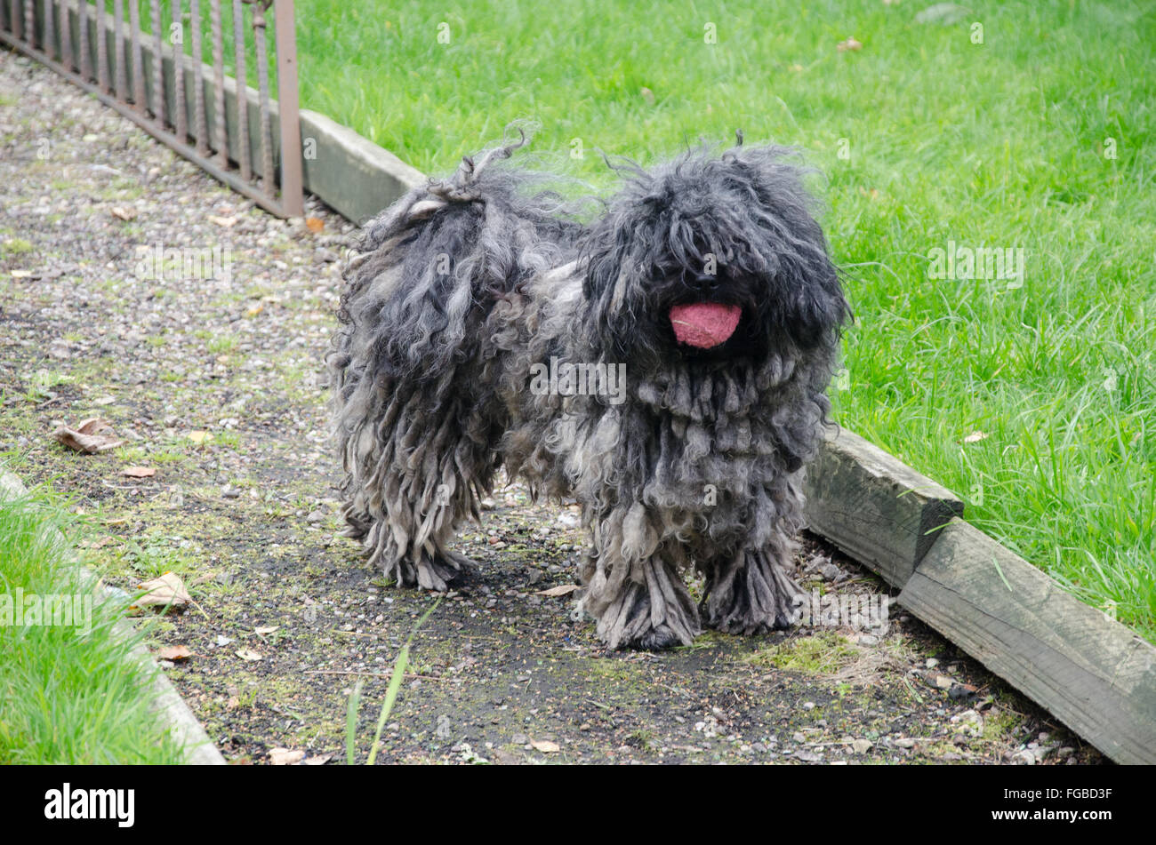 Full Length Of Puli Dog Standing On Dirt Road Stock Photo - Alamy