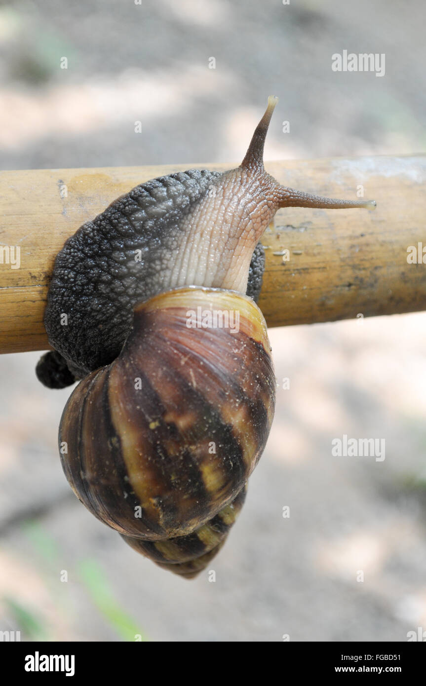 Stick animal hi-res stock photography and images - Alamy