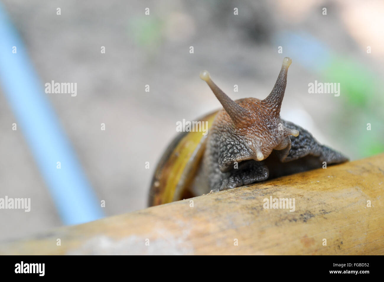 Stick animal hi-res stock photography and images - Alamy