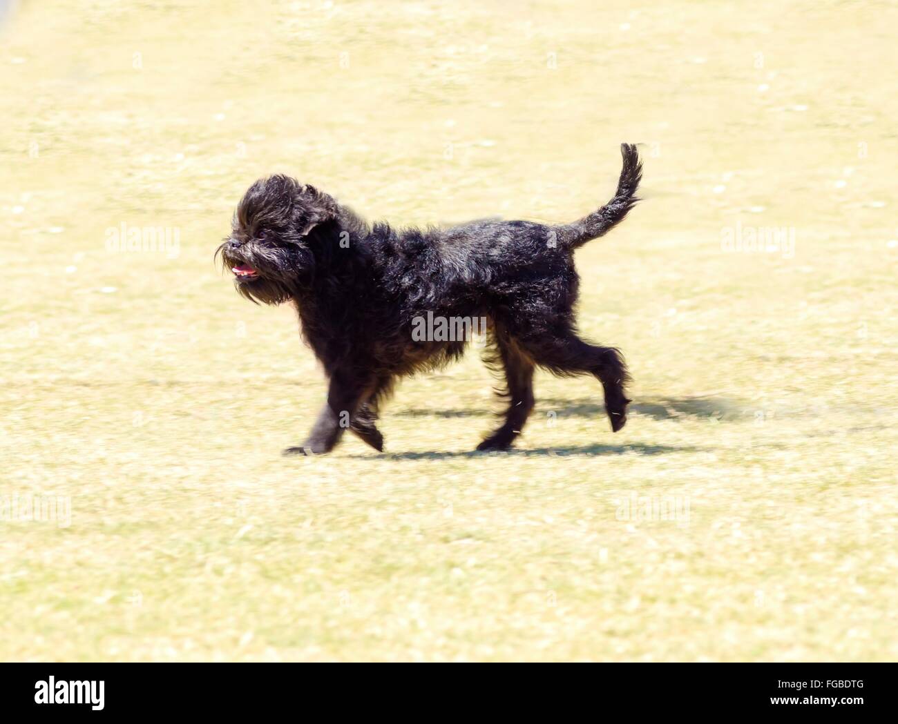 A small young black Affenpinscher dog with a short shaggy wire coat ...