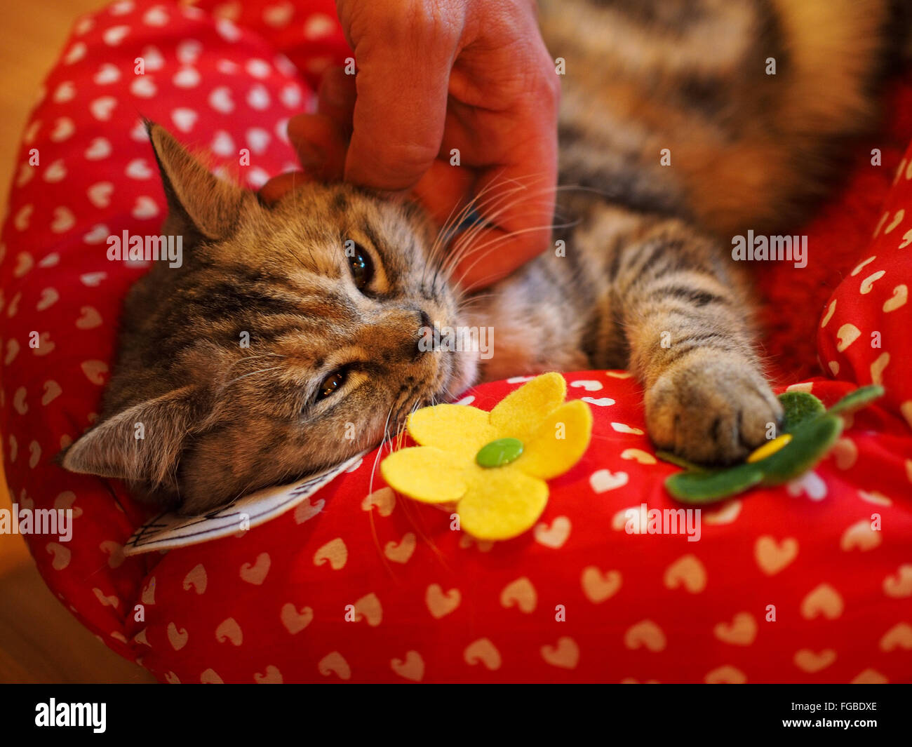 Caring for your cat hi-res stock photography and images - Alamy