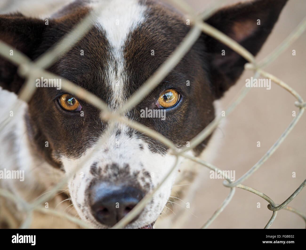 Dog looking through fence hi-res stock photography and images - Alamy